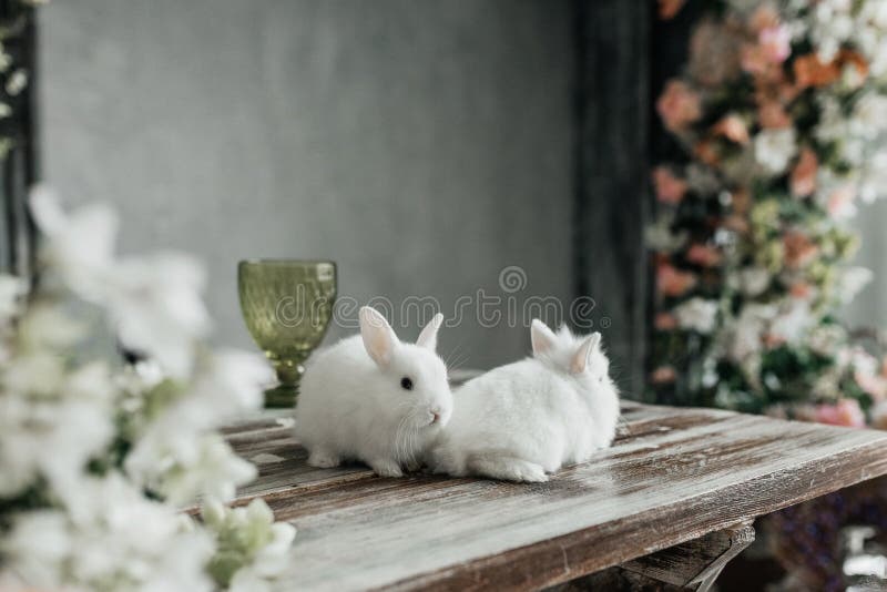 A Group of Cute Easter Bunny Rabbits on the Table in the Living Room ...