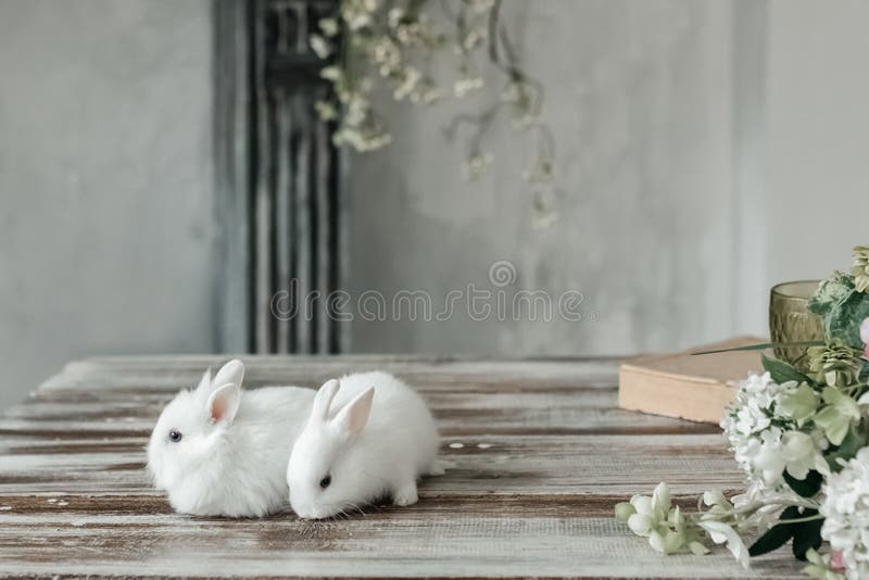 A Group of Cute Easter Bunny Rabbits on the Table in the Living Room ...