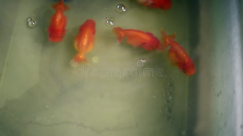 Group of cute gold fish stock video. Video of happy, interested - 84089995