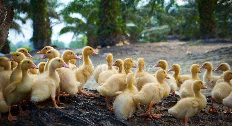 A Group of Cute Growing Ducks Stock Photo - Image of natural, small ...