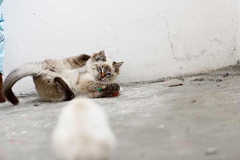 Cute Homeless Kittens Looking at Camera and Play Stock Image - Image of ...