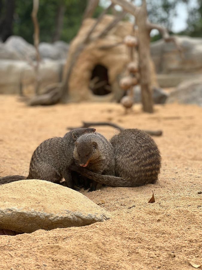 Group of Cute Little Banded Mongooses Playing in the Sand at a Zoo ...