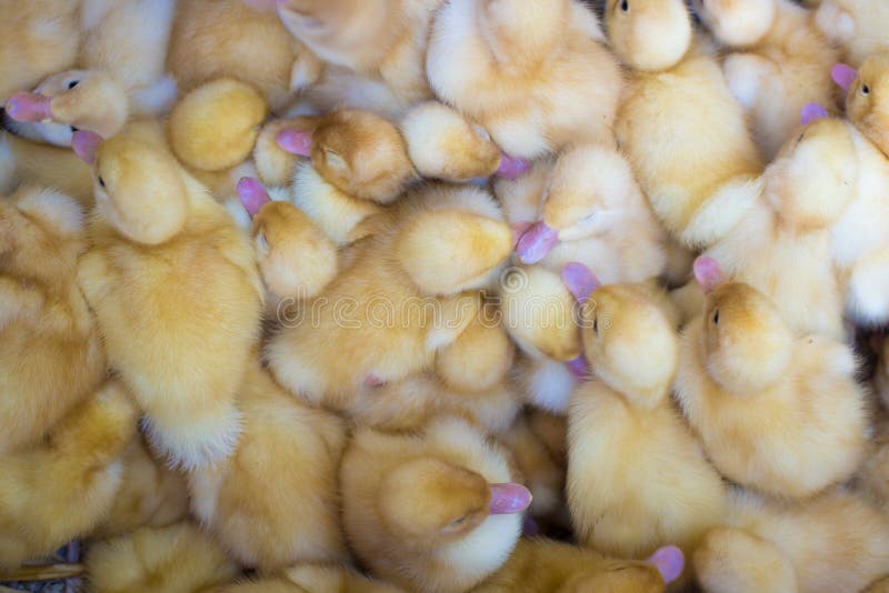 Group of Cute Little Ducklings in the Box Stock Image - Image of nature ...
