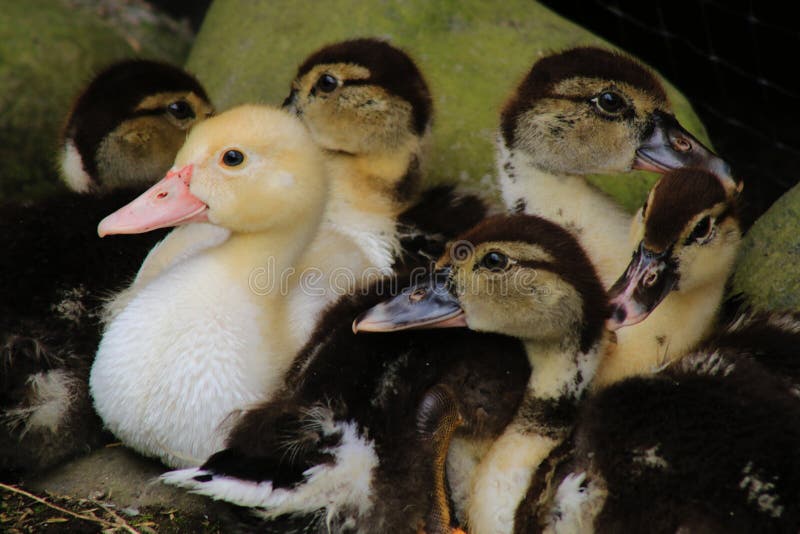 Five Little Ducks Color Stock Photos - Free & Royalty-Free Stock Photos ...