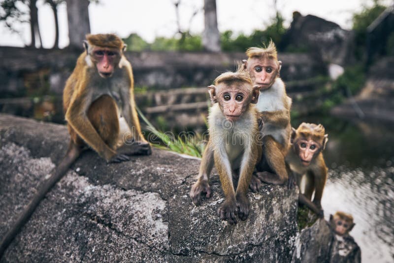 Group of cute monkeys stock image. Image of group, beauty - 168875405