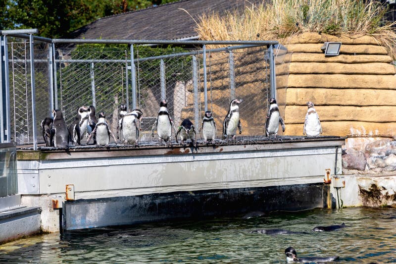 A Group of Cute Penguins Standing in a Line Stock Photo - Image of ...