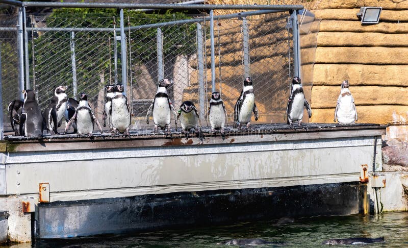 A Group of Cute Penguins Standing in a Line Stock Photo - Image of cold ...