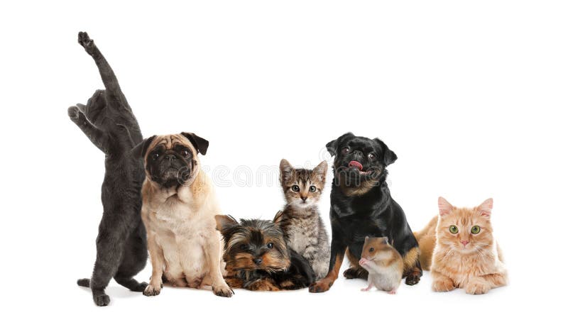Group of Cute Pets on White Background Stock Photo - Image of group ...