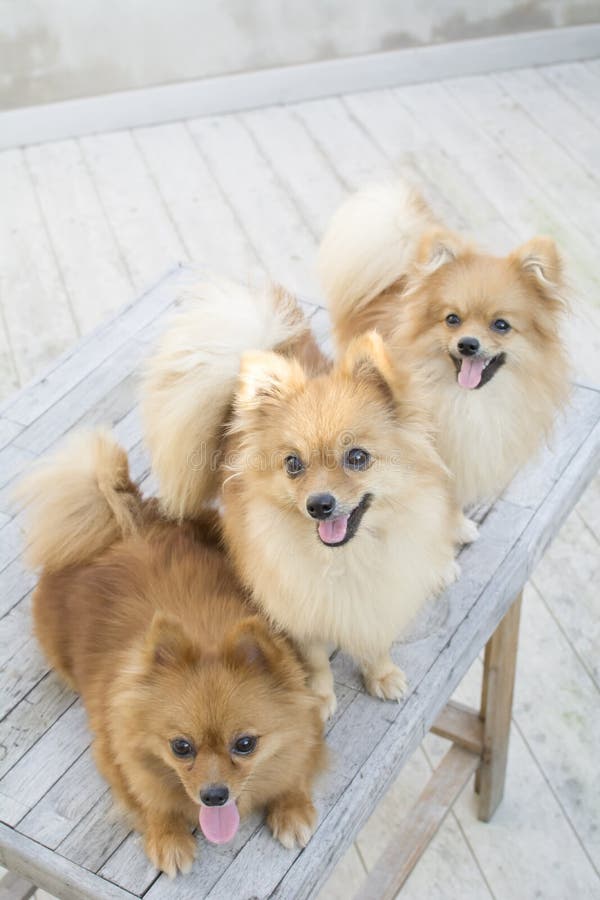 Group of Cute Pomeranian Dogs Stock Image - Image of cute, friend: 60962889