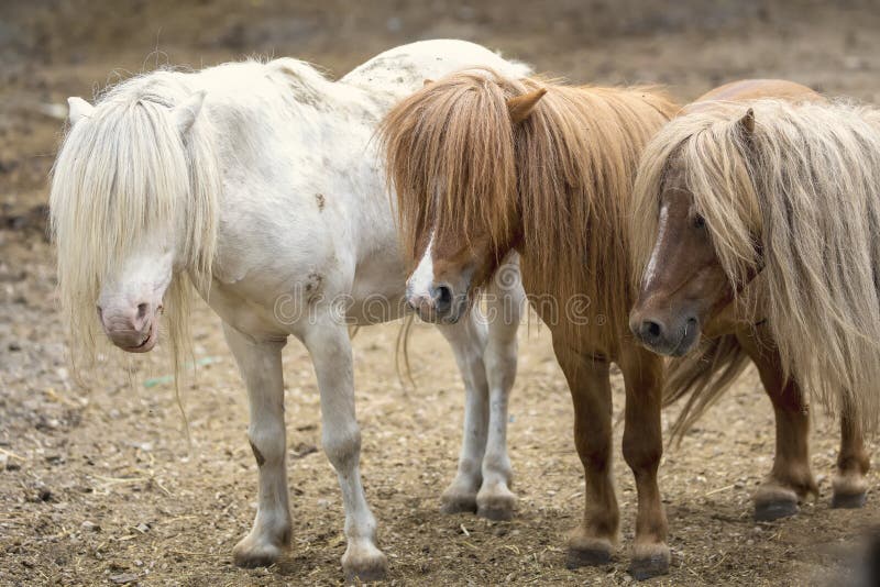 Group of cute pony horses stock photo. Image of outdoor - 225491214