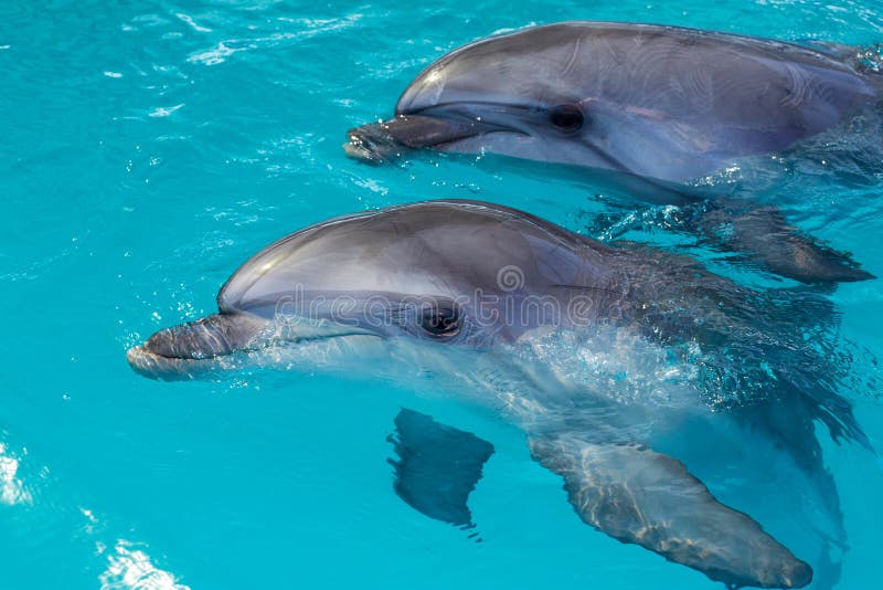 A Group of Cute Smart Dolphins Eating Fish in the Ocean Stock Photo ...