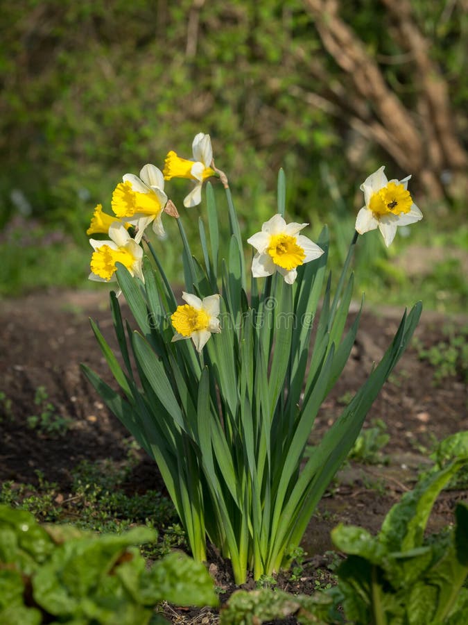 A Group of Daffodils on a Sunny Day in Spring Stock Image - Image of ...