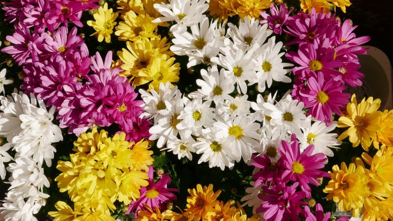 Group of daisies stock photo. Image of green, nature - 113758632