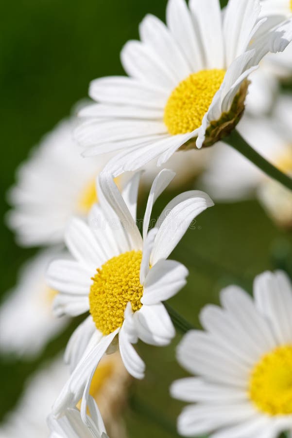 Group of Daisies Flowers with White Petals Stock Image - Image of flora ...