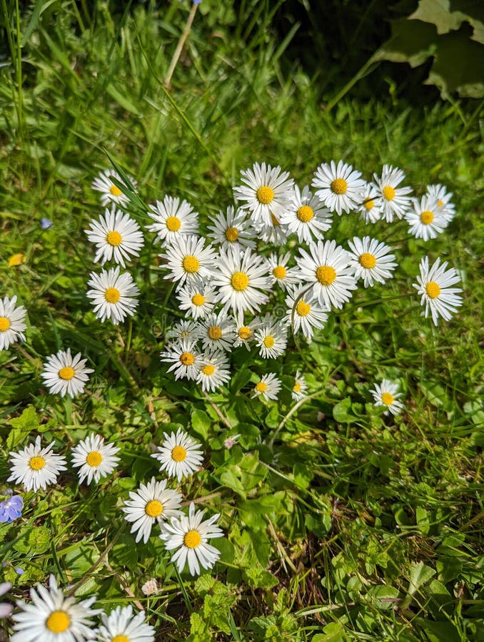 436 Zoomed Grass Stock Photos - Free & Royalty-Free Stock Photos from ...