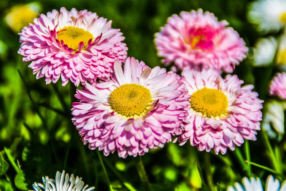 Group of daisy stock image. Image of flora, grow, botanical - 88071313