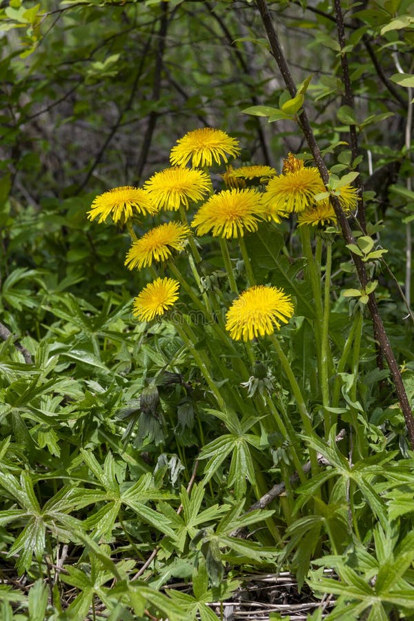 Group of Dandelions in the Forest Stock Image - Image of wildlife ...