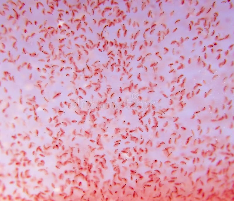 Moina Stock Photos - Free & Royalty-Free Stock Photos from Dreamstime