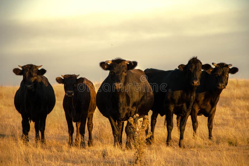 Group of Dark Buffalo Standing in a Brownfield Stock Photo - Image of ...