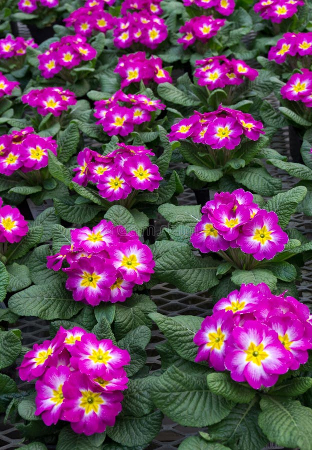 Group of Dark Pink Primroses in Bloom Stock Image - Image of gardening ...