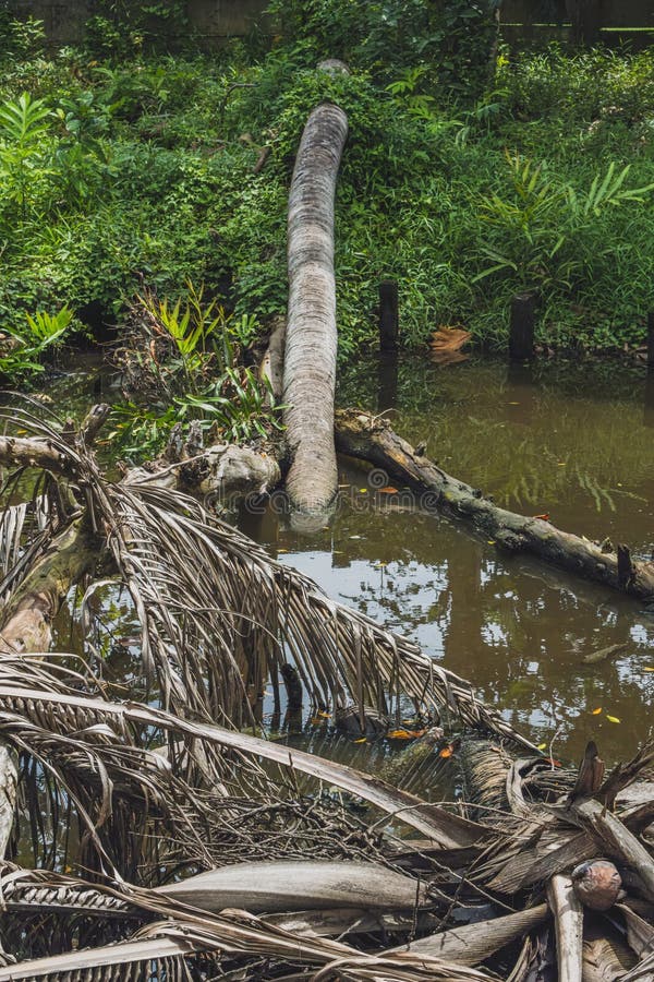A Group of Dead Coconut Trees in the River Stock Photo - Image of ...
