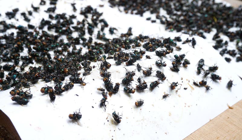 Group of Dead Fly Trapped on Sticky Glue Traps Stock Image - Image of ...