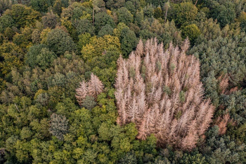 A Group of Dead Spruces are a Sign of Forest Dieback in Germany Stock ...