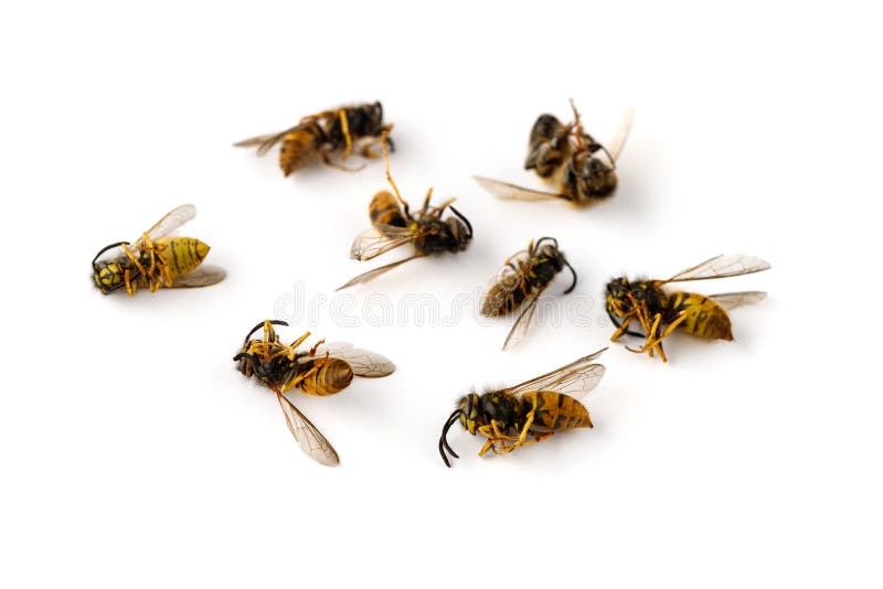 Group of Dead Wasps after Using Insecticides Stock Photo - Image of ...