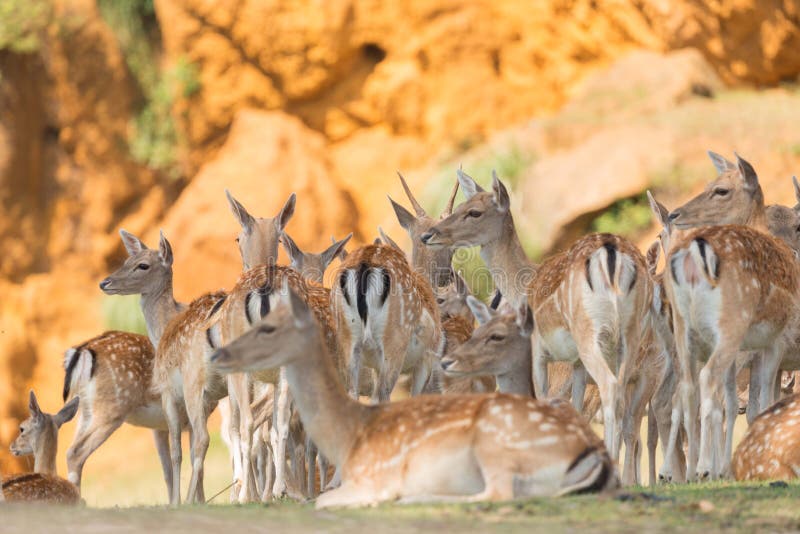 An Group of the Dear Sitting for Rest in the Jungle Stock Photo - Image ...