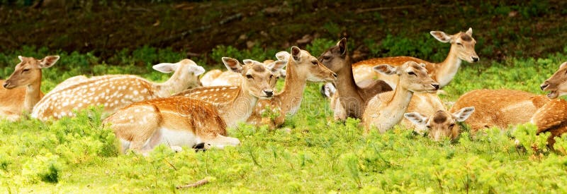 Group of dear stock image. Image of hunt, white, outdoors - 61178569