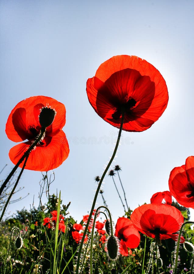 A Group of Deep Red Poppies in a Meadow during Their Flowering Stock ...