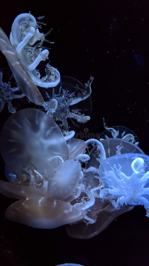 A Group of Deep Sea Jellyfish Stock Image - Image of ocean, group ...