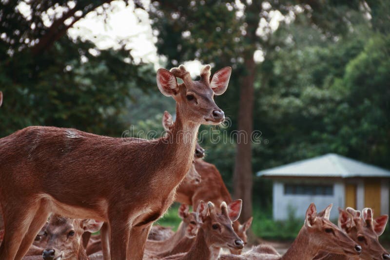Group of Deer closeup stock photo. Image of chase, food - 23544612