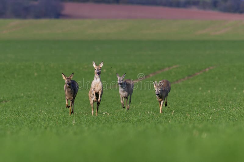 A Group of Deer in a Field in Spring Stock Photo - Image of camera ...