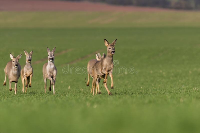 A Group of Deer in a Field in Spring Stock Photo - Image of vertebrate ...