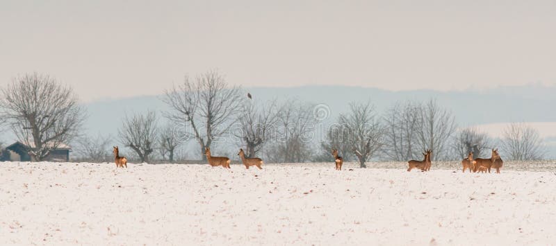 One Group of Deer in a Field in Winter Stock Photo - Image of stag ...