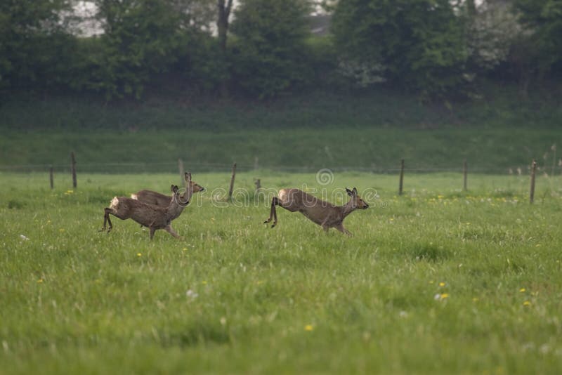 Group deer flee stock photo. Image of nature, netherlands - 28130998