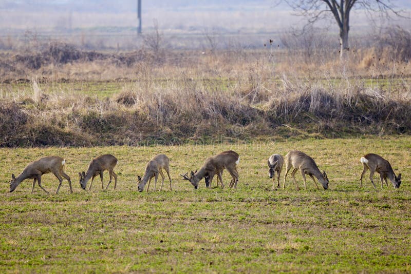 Group of Deer Grazing in a Field. Stock Image - Image of beautiful ...
