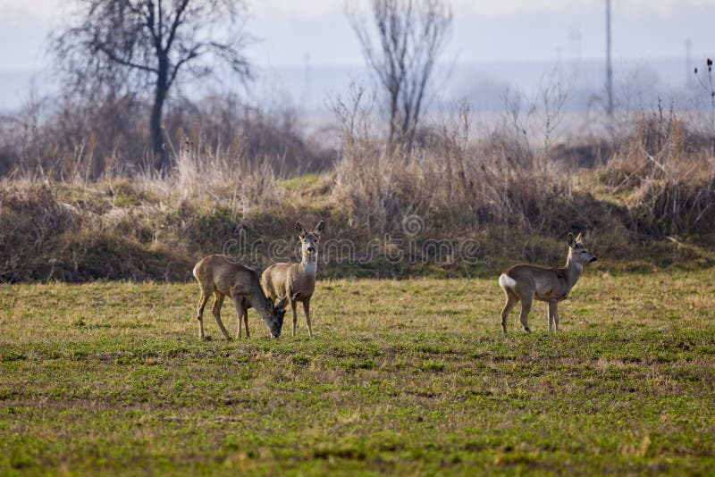 Group of Deer Grazing in a Field. Stock Photo - Image of outdoor, field ...