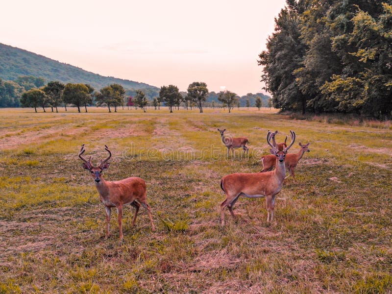 Group of Deer on a Landscape Outdoors Surrounded by Trees Stock Photo ...