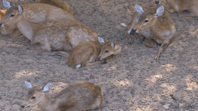 Group of Deer Resting Together in Stock Photo - Image of buck, wild ...