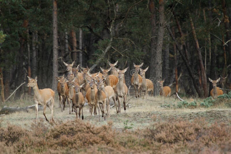 Group of Deer Running from the Deep Forest into the Meadow Stock Photo ...