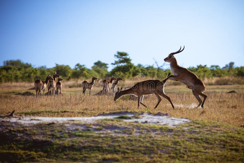 Group of Deer Running and Playing on a Desert with Some Trees in the ...