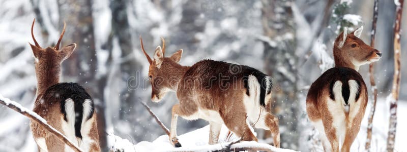 Group of Deer in a Snowy Forest. Banner Format. Stock Image - Image of ...