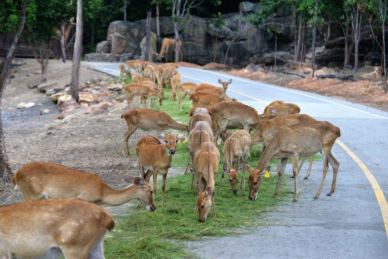 Group Deer stock image. Image of chital, beautiful, emotion - 61787099