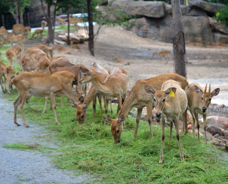 Group Deer stock photo. Image of feed, antlered, care - 61787106