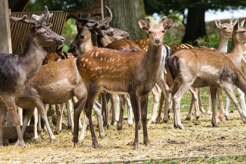 Group of Deer Standing Together in a Natural Habitat with Trees in the ...