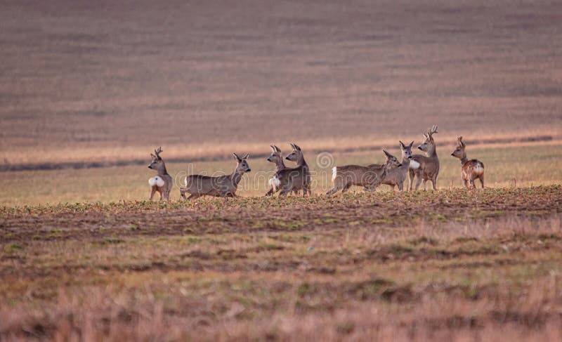 Several Deer Walking Across the Open Field Together with Each Other ...