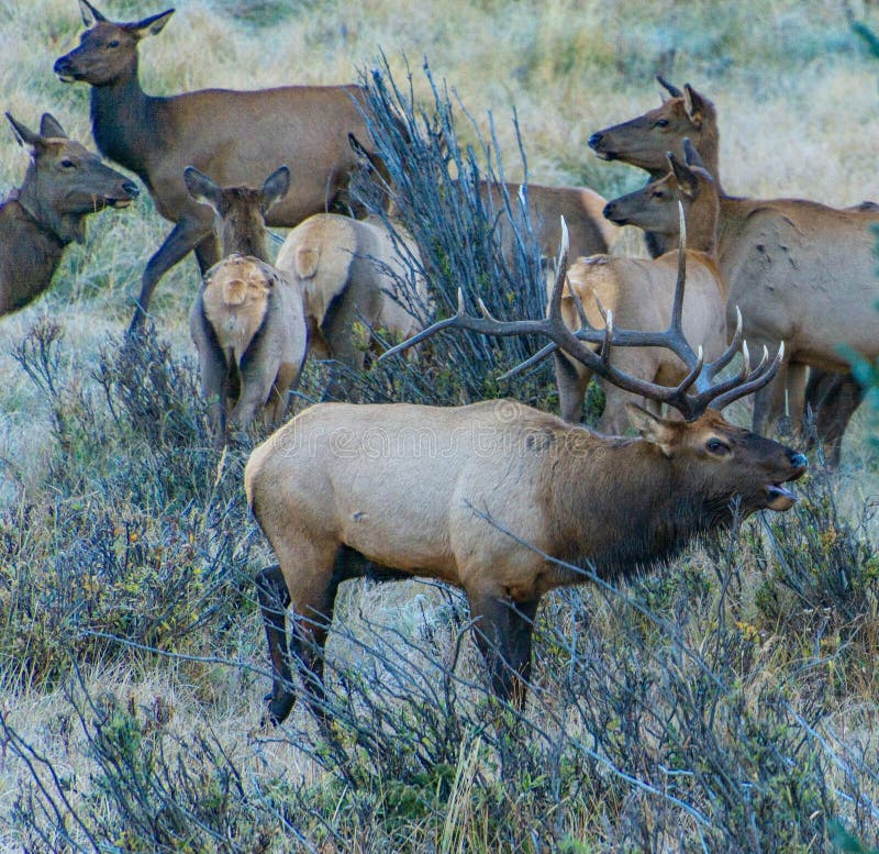 Group of Deer in Their Natural Habitat Stock Photo - Image of habitat ...