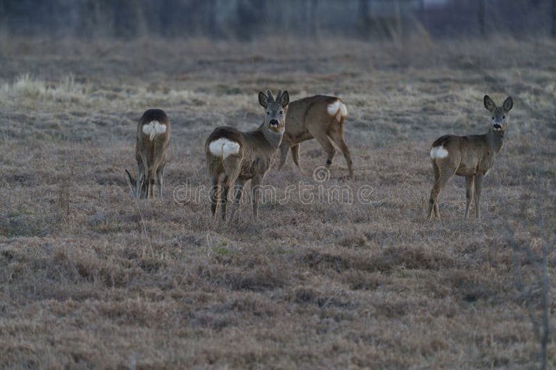 A Group of Deer Wandering through Spring Meadows in Search of Fresh ...